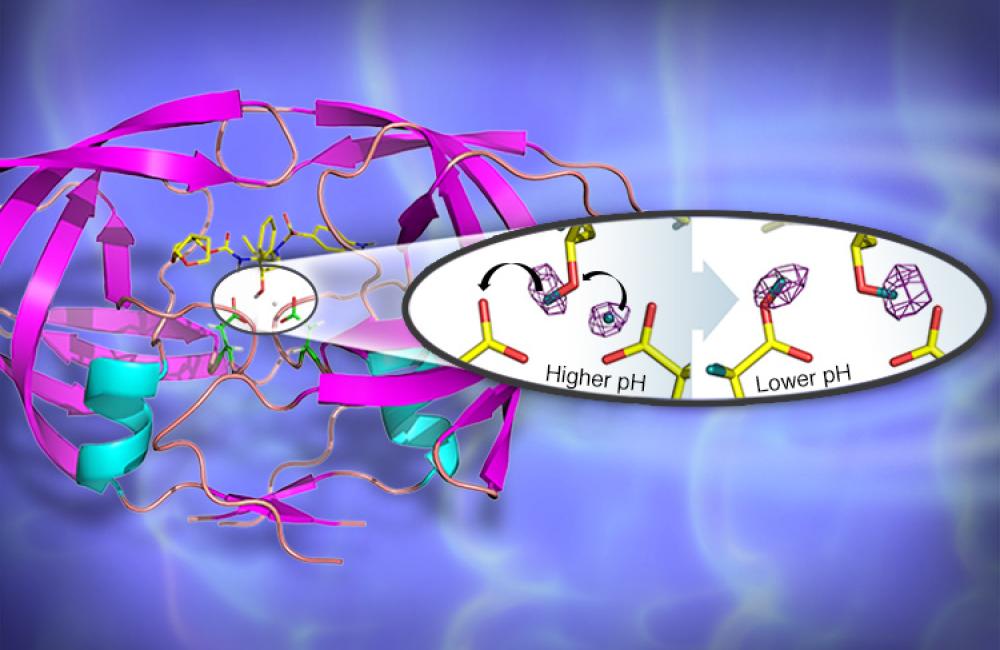 Neutrons probe structure of enzyme critical to development of next ... Neutrons probe structure of enzyme critical to development of next ...